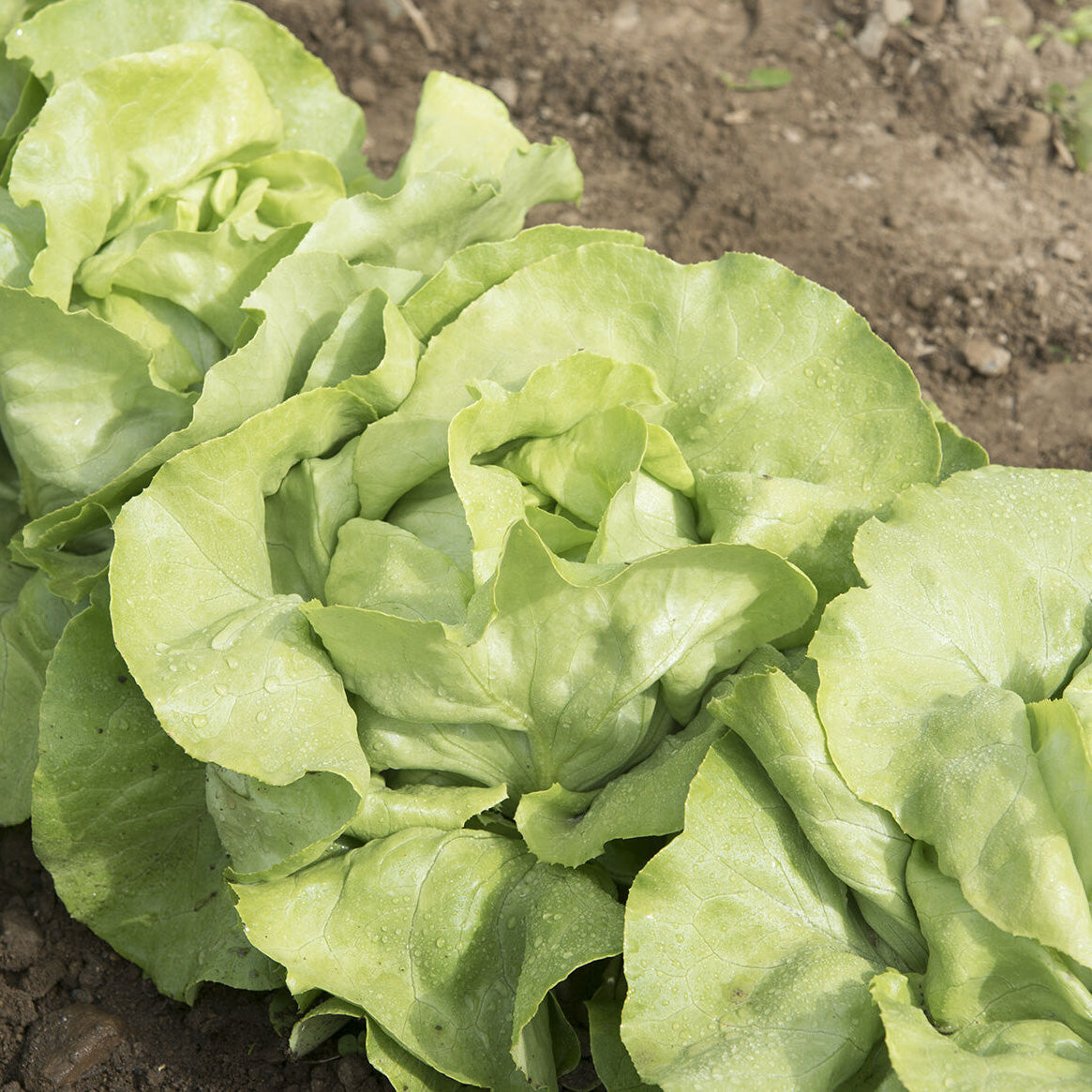 Fresh Produce – Pat & Rachel's Gardens